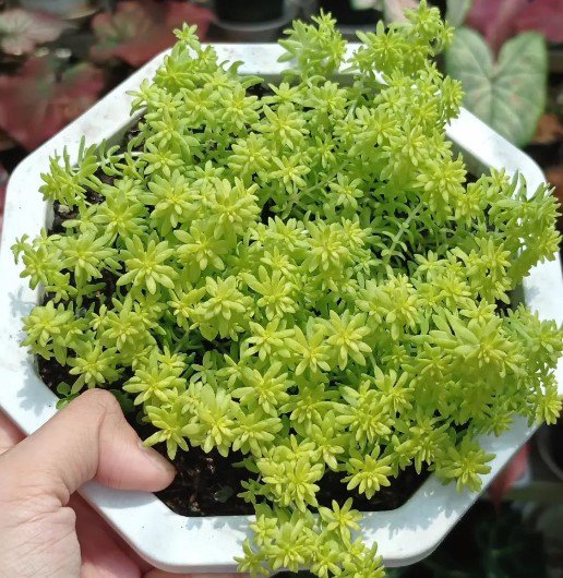 Sedum japonicum Tokyo Sun Flower Houseplant Plant Rare - Home Garden ...