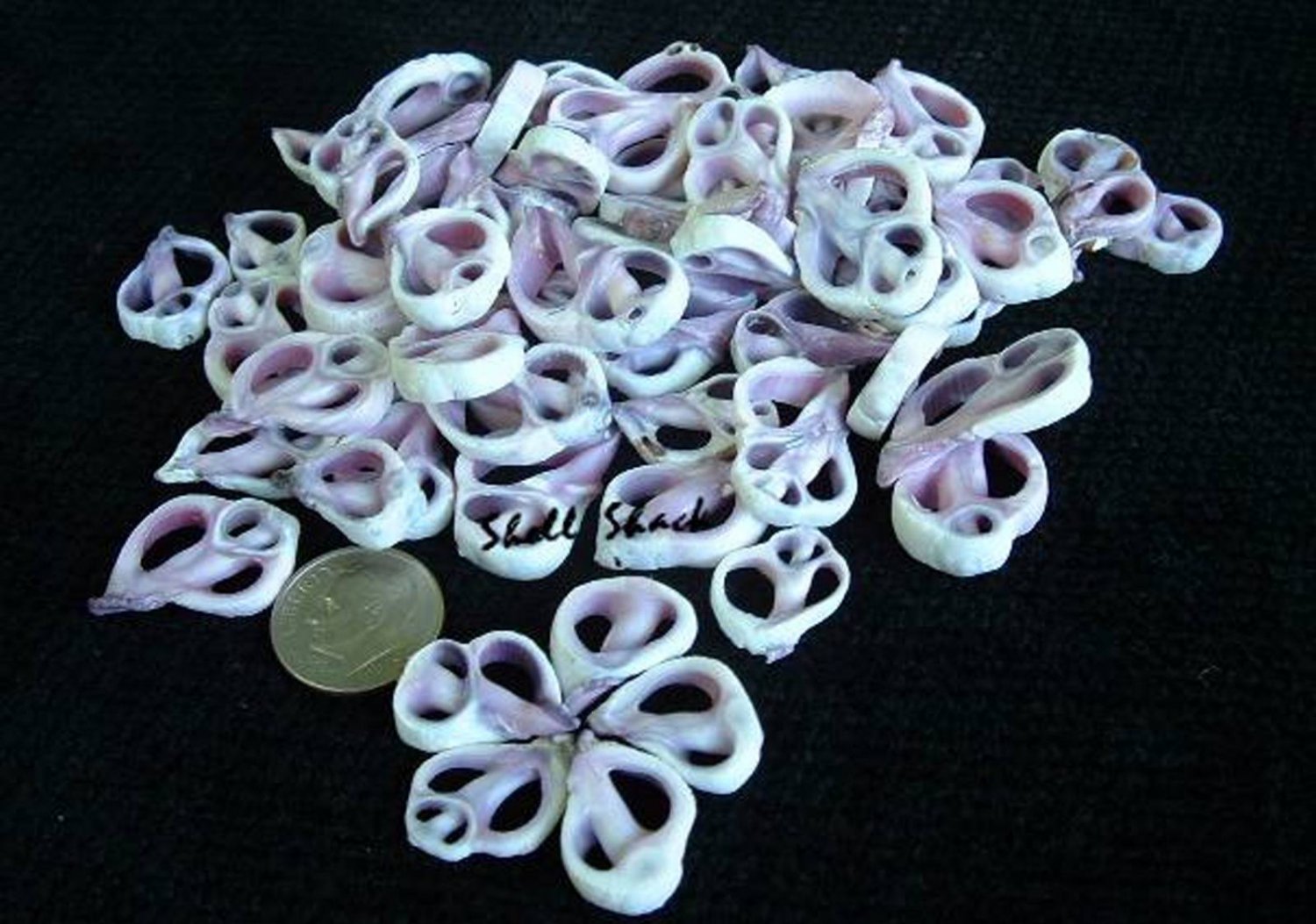 24 Center-Cut Cebu Seashells 3/4"-1" - Craft Shells / Shellcraft - FREE ...