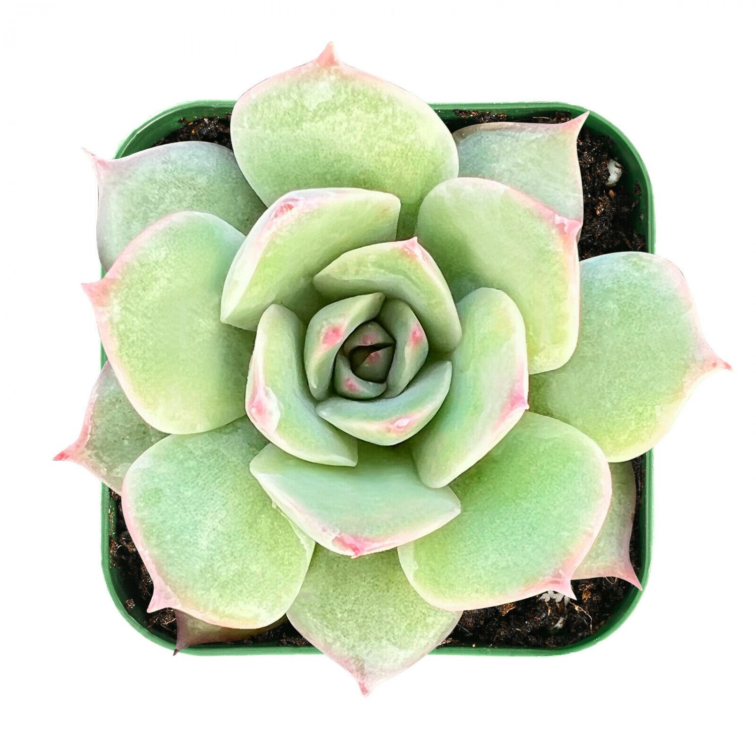 1 Live Fresh Echeveria 'Pink Tips' Succulent Plant Fully Rooted in 2 ...