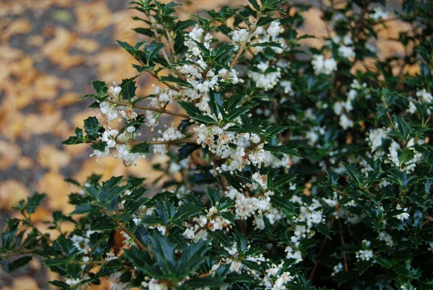 1 Plant Fragrant Princess Dwarf Tea Olive ( osmanthus ) - Live Plant ...