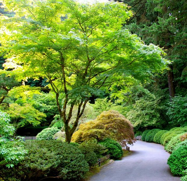 1 Plant Seiryu Upright Laceleaf Japanese Maple Tree - Live Plant ...