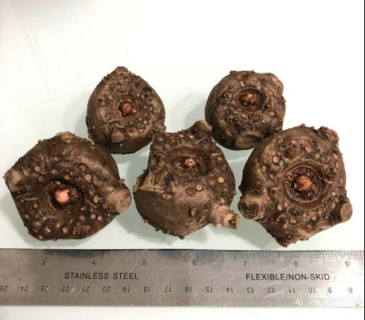 1 pcs, Amorphophallus 'Nightstick' Voodoo Lily Corpse Arum Bulbs Tubers ...