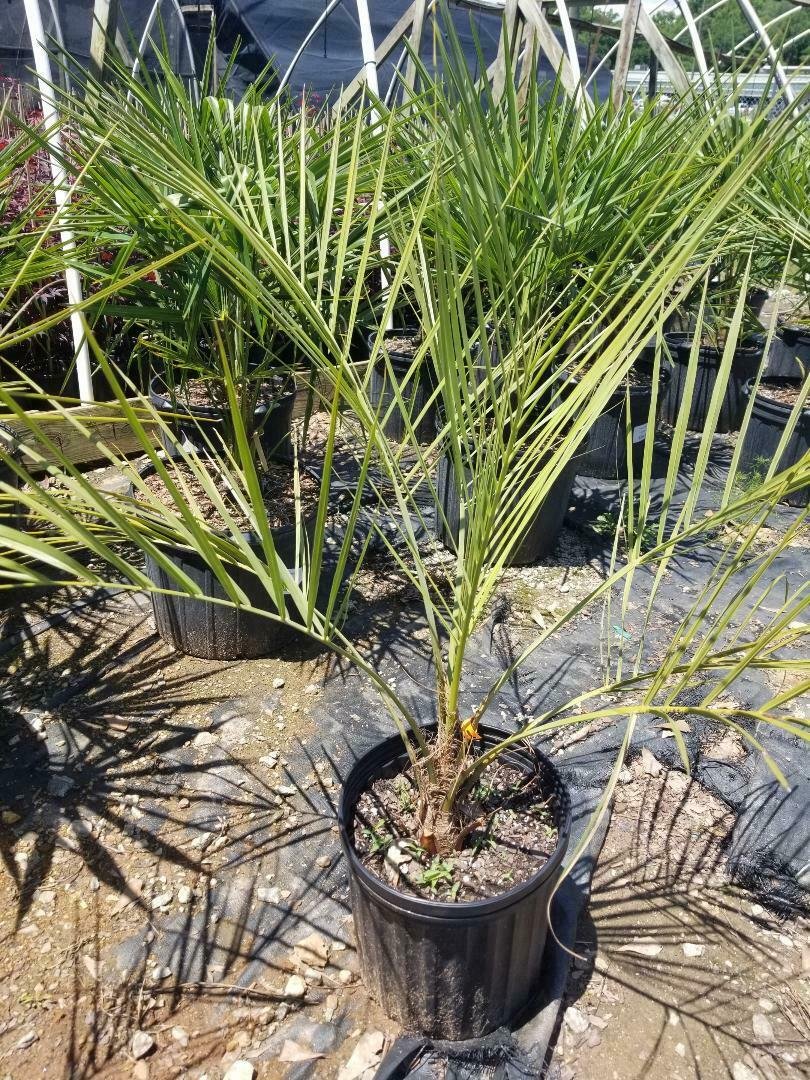 1 Plant Pindo Palm tree ( Butia capitata ) Live Plant KD001
