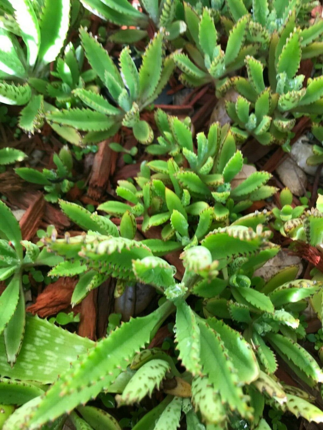 2pcs Mothers of Thousands Alligator Live Plant, 4"-5" STARTER ...
