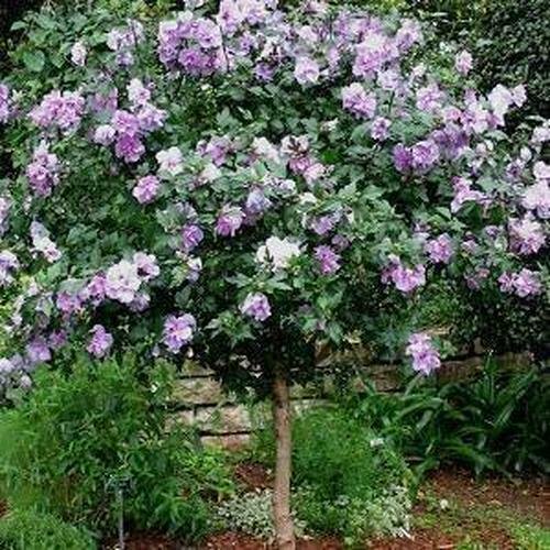 Purple Althea Shrub Live Plant 4pcs Ardens Rose of Sharon