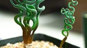 Trachyandra Tortilis Fresh Live Plant Outdoor Indoor 4pcs Green