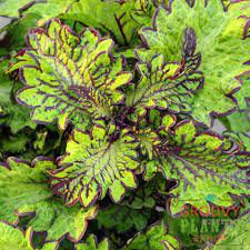 Coleus Houseplants Fast Growing Plants Modern 2Pcs Live Plant Rodeo Drive
