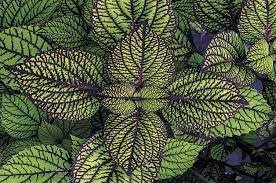 Houseplants Rare Fast Growing Plants Live Plant 4Pcs Fishnet Stockings ...
