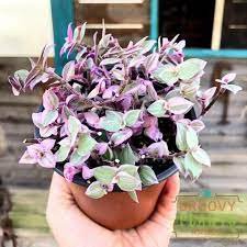 Callisia repens Tradescantia Mini Pink Panther Succulent House Plant 4Pcs