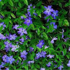 20 Creeping Myrtle Periwinkle Ground Cover Pack Vinca Minor Live Plants ...