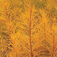 1 Butterscotch Threadleaf Amsonia hubrichtii BlueStar Blue Flowers Live ...