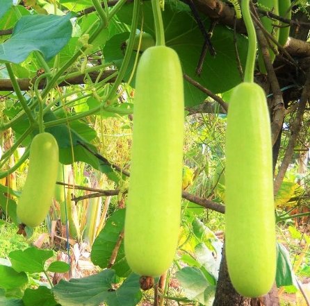 30 Count Vegetable Bottle Gourd Seeds Lauki Dudhi Calabash Long Melon ...