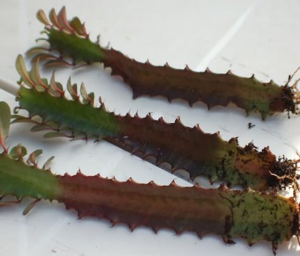 6 Well-Rooted Euphorbia Cactus 'Ruby Red' Trigona Cuttings 6-9" Starter ...