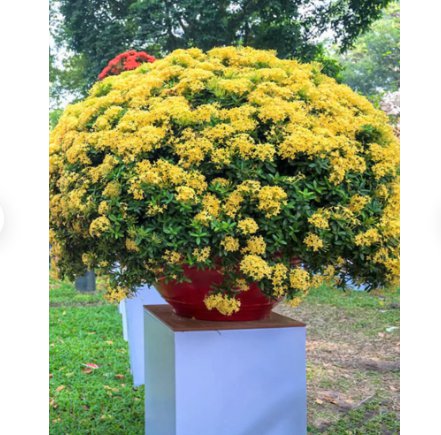 4 Flower Dwarf Ixora 'Maui Yellow' Well-Rooted Starter Plants For Garden
