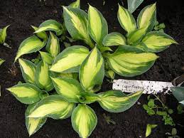 Live Plant ‘Color Festival 16 Bare Root Hosta For Garden