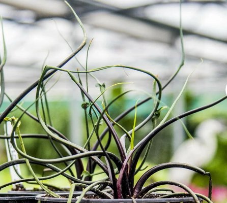 Alocasia Plumbae (Flying Squid) Starter Plant 1 Live Plant For Garden