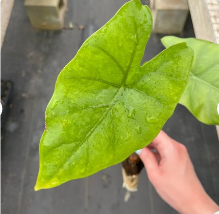 Starter Plant 8 Alocasia 'Sumo' Elephant Ear Live Plant For Garden