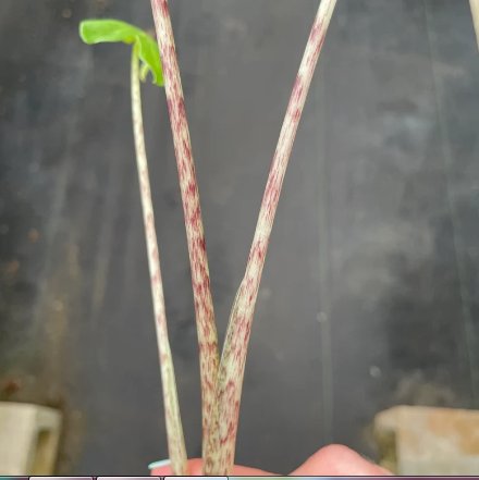 16 Alocasia 'Sumo' Elephant Starter Plant Ear Live Plant For Garden