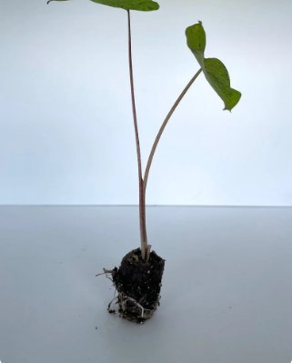 Colocasia Esculenta "Mojito" Elephant 2 Live Plant Ear Starter Plant ...