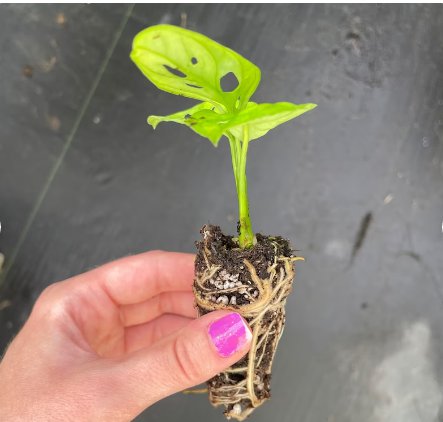 Monstera Obliqua Expilata 2 Live Plant 'Swiss Cheese Plant' Starter ...