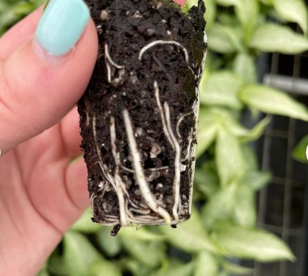 8 Dieffenbachia 'Tiki' Live Plant Starter Plant For Garden