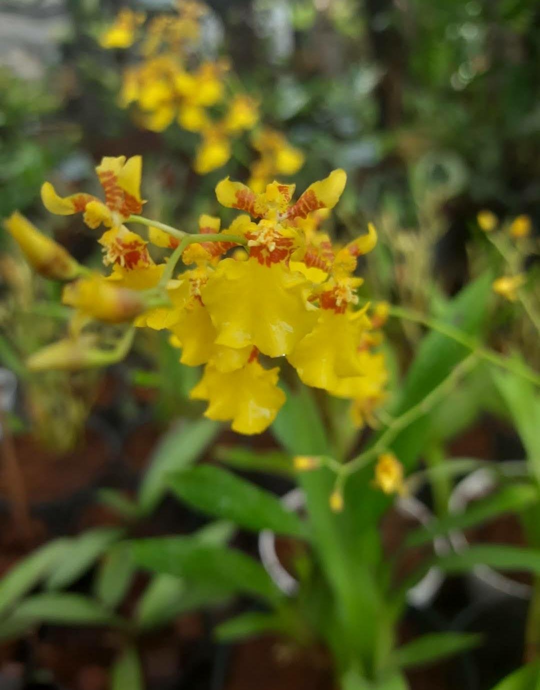 Orchid Oncidium Sphacelatum "Golden Shower Orchid" Flower Live Plant ...