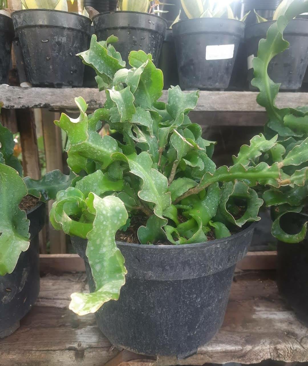 Epiphyllum 'Curly Locks' Cactus Flower Live Plant Exotic Plant For Your ...