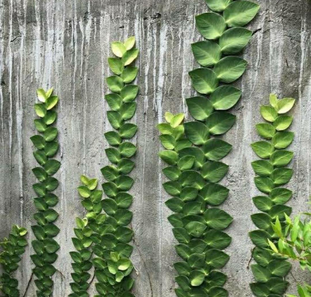 Rhaphidophora Shingle Vine Rare Live Plant Exotic Plant For Your Garden