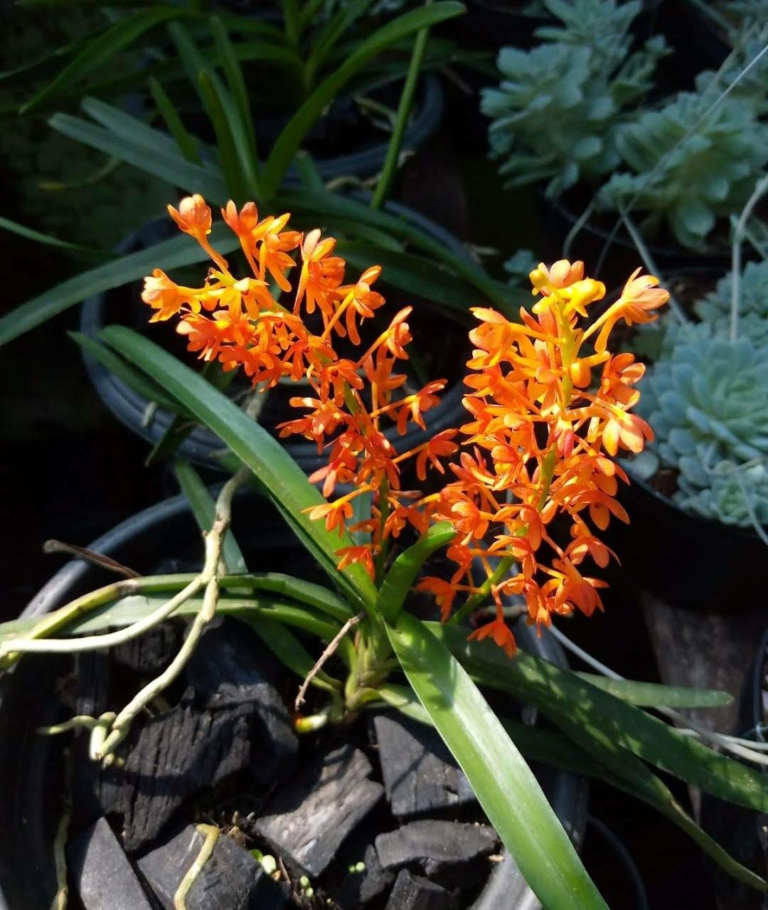 Orchid Vanda Ascocentrum miniatum Flower Rare Live Plant Exotic Plant ...