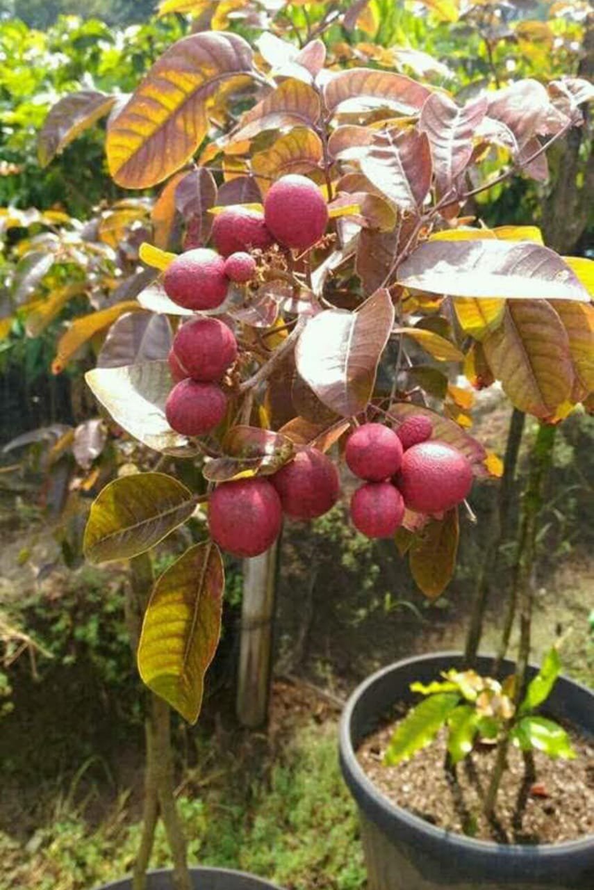 Dwarf Cold Hardy Red Ruby Longan Tree Fruit Rare Live Plant Exotic ...