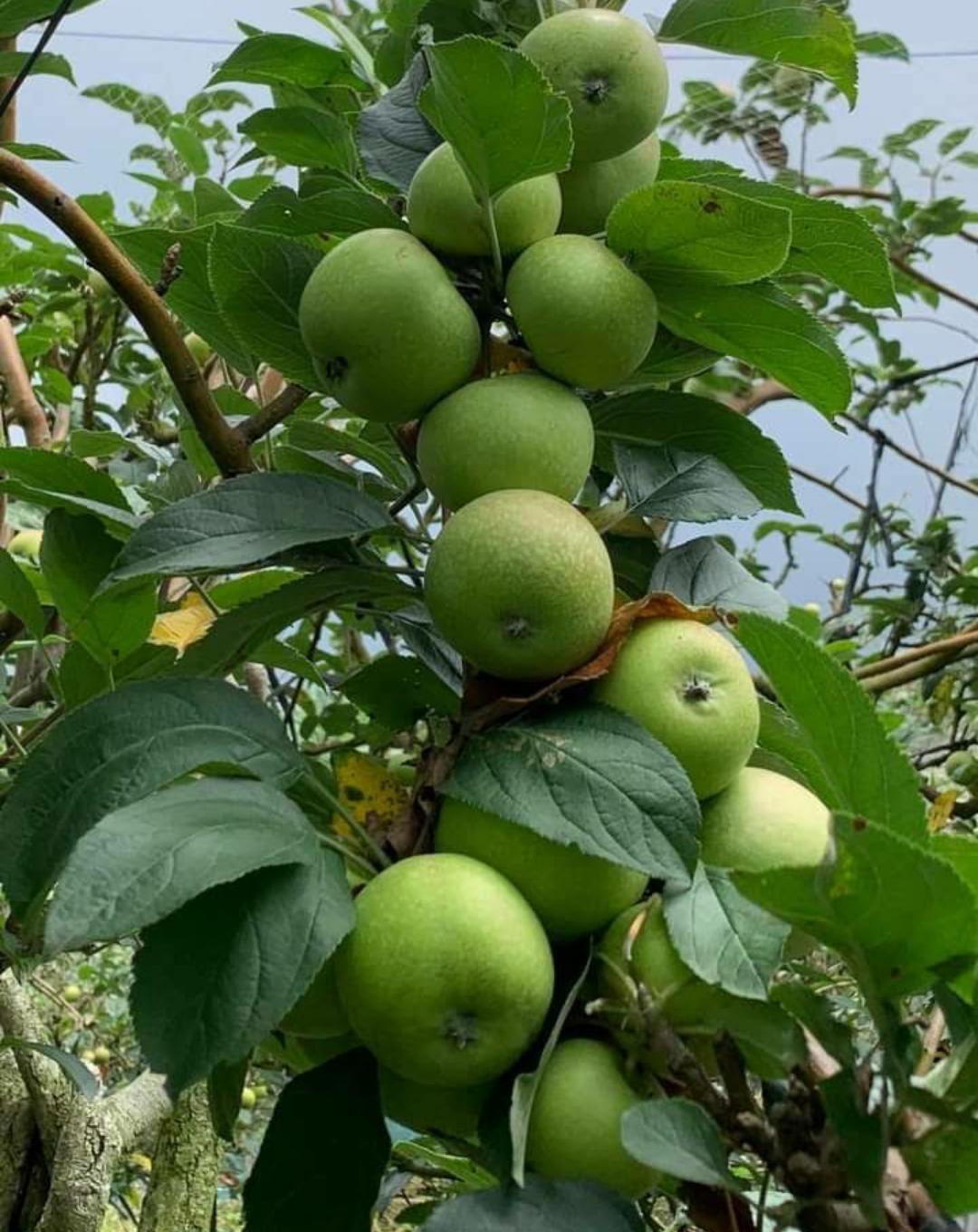 dwarf Granny Smith apple tree Tree Fruit Rare Live Plant Exotic Plant ...