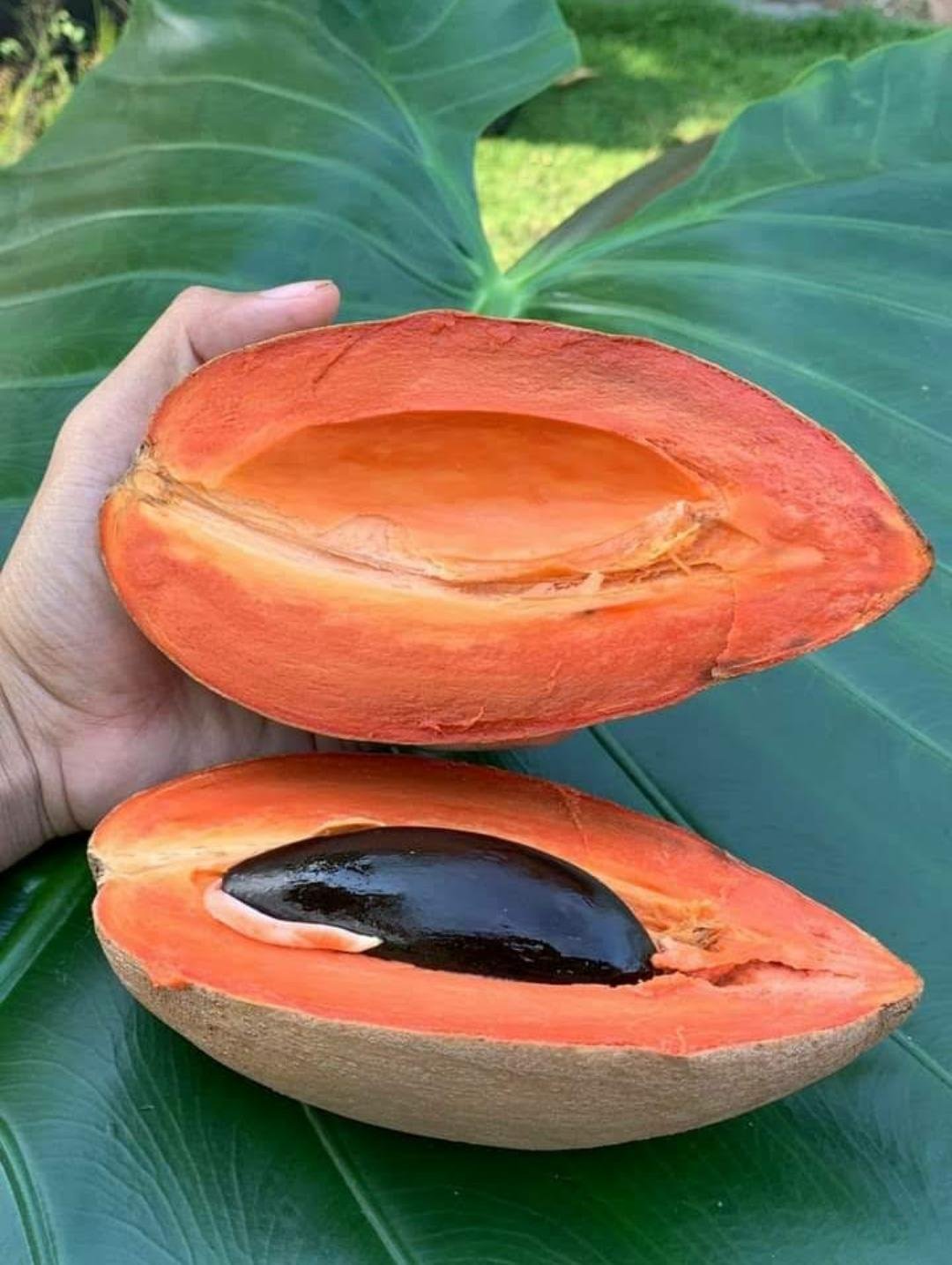 Mamey sapote (Pouteria sapota) Tree Fruit Rare Live Plant Exotic Plant ...