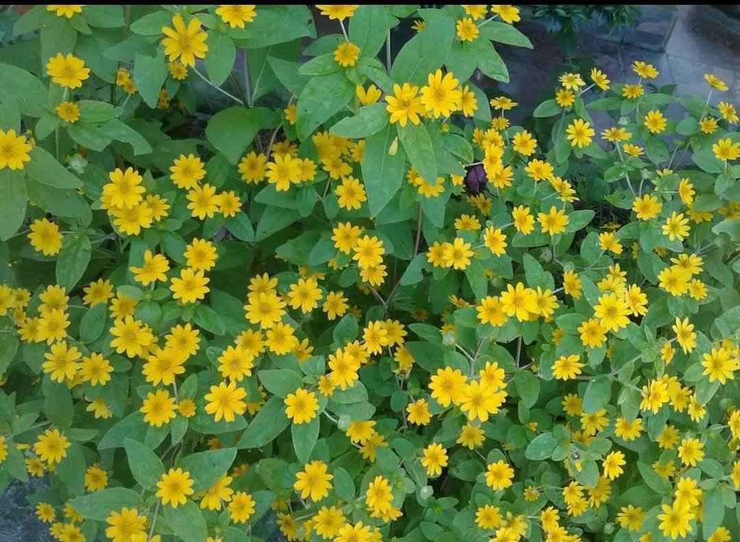 30 Seeds Melampodium Butter Daisy Flower Rare Plant Exotic Plant For ...