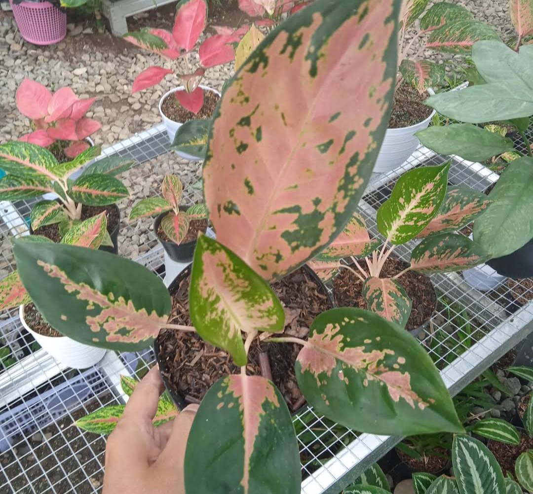 Aglaonema Ruby Ray Plant Flower House Rare Plant Exotic Plant For Your ...