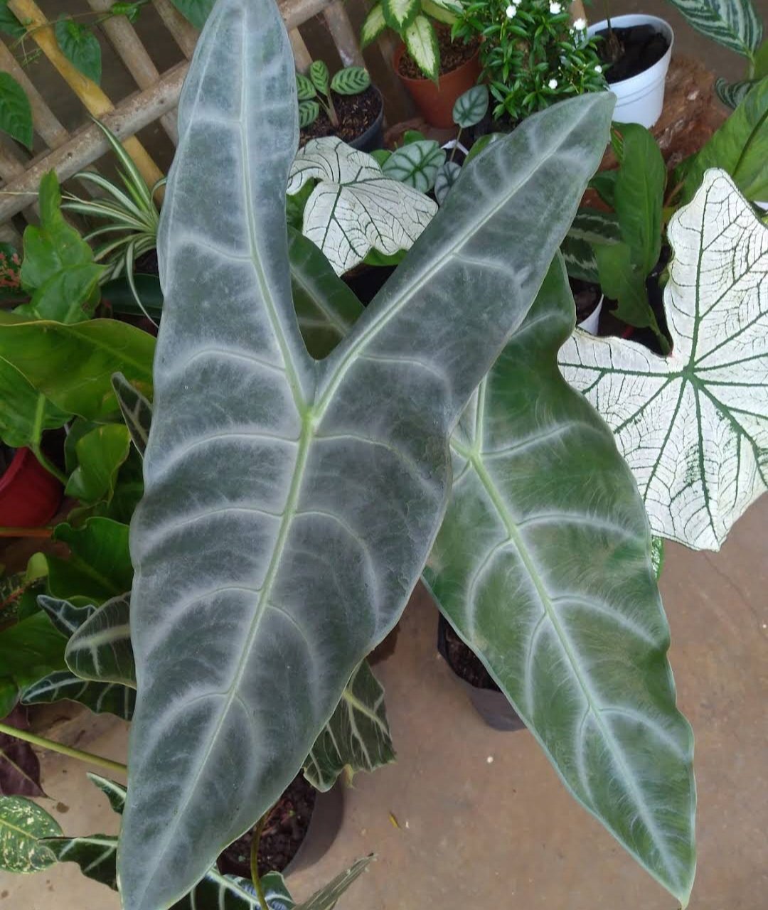 Alocasia longiloba aka A. lowii Plant Flower House Rare Plant Exotic ...