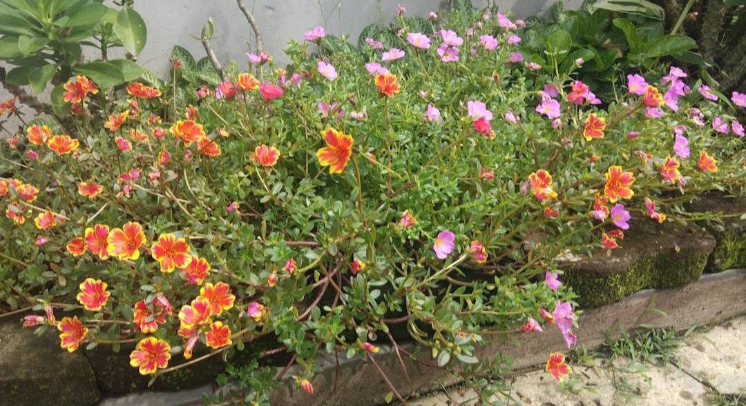 Mixed Portulaca grandiflora Flower Plant Live House Rare Plant Exotic ...