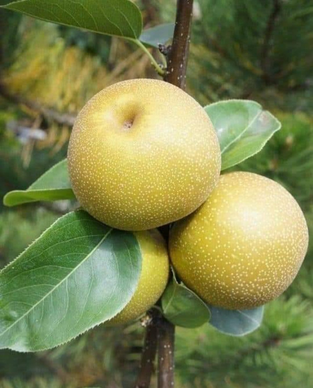 Asian Pear Pyrus pyrifolia Fruit Plant Live House Rare Plant Exotic ...