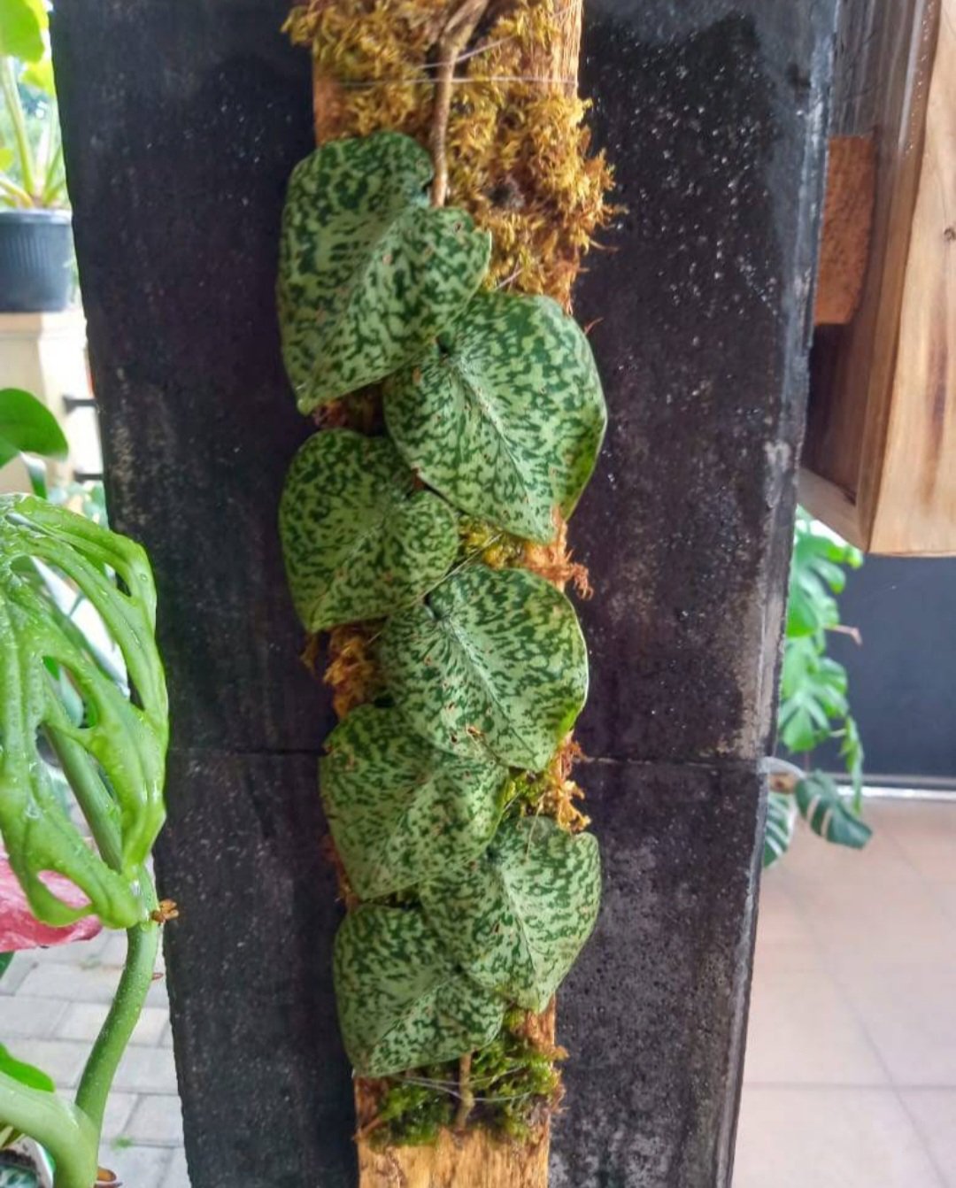 Scindapsus snake scale “hask” Flower Plant Live House Rare Plant Exotic ...