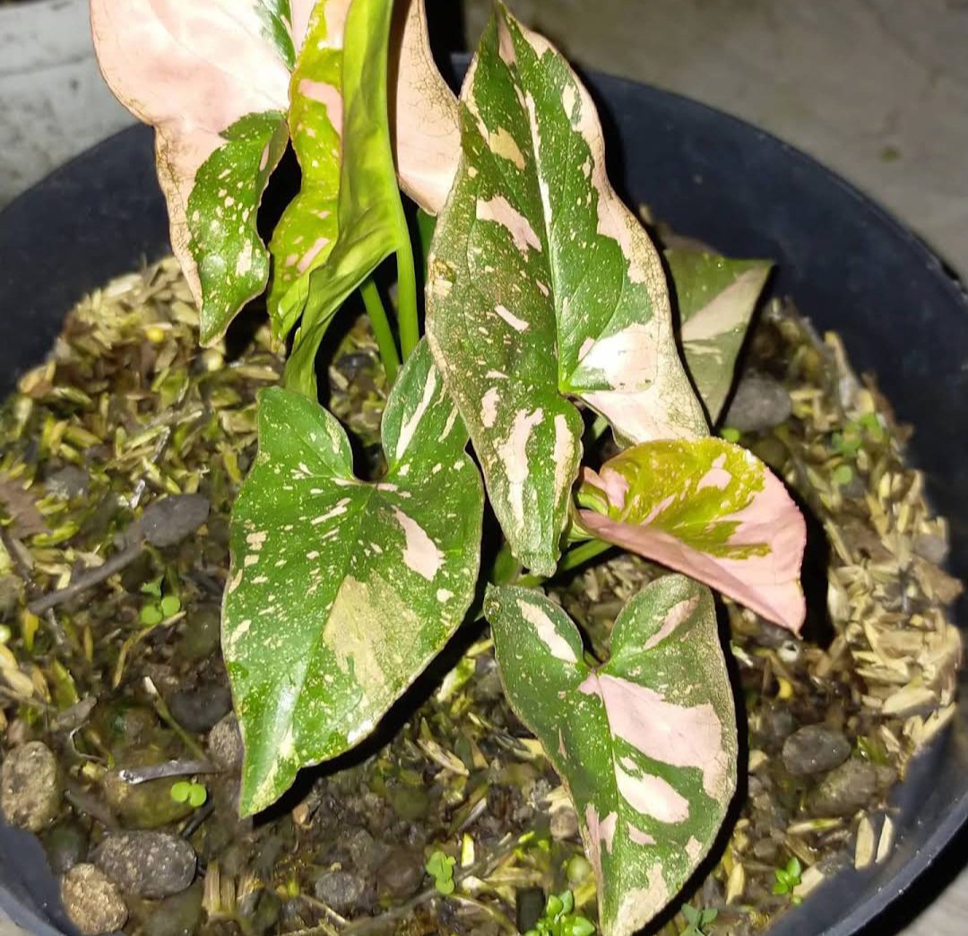 Red Spot Tricolor Syngonium Flower Live House Rare Plant Exotic Plant ...