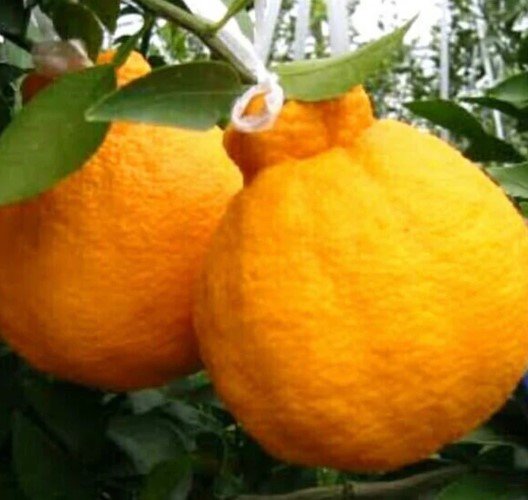 Shiranui Sumo mandarin Orange Tree Plant Fruit Live House Rare Plant ...