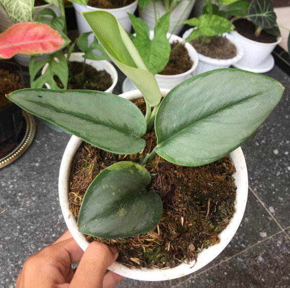 Rare Silver Moonlight Pothos Scindapsus treubii Flower Plant Live Rare ...