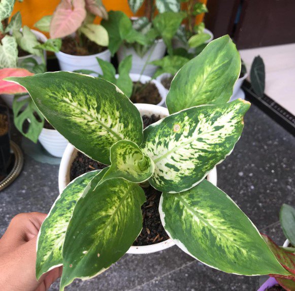 Aglaonema sparkle Flower Plant Live Rare Plant Exotic For Your Garden