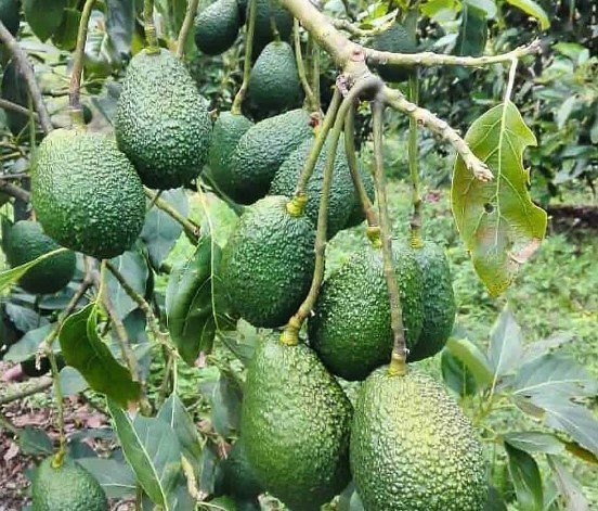 Haas Avocado Tree Fruit Plant Live Rare Plant Exotic For Your Garden