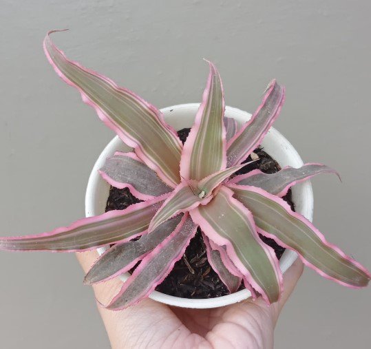 Cryptanthus bromeliad pink star Flower Plant Live Rare Plant Exotic For ...