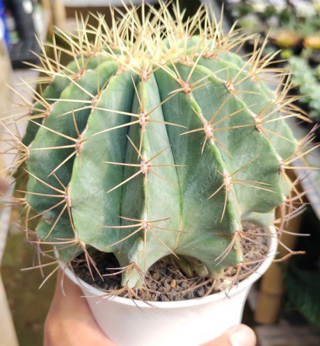 Rare Cactus Ferocactus glaucescens Blue Rare Flower Plant Live Rare ...