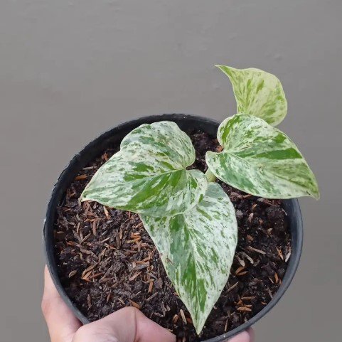Epipremnum Variegated Flower Rare Plant Live Rare Plant Exotic For Your ...