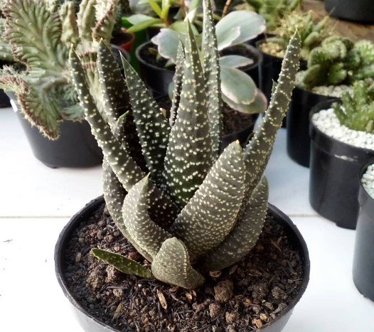 Zebra Haworthia Fasciata Cactus Flower Rare Plant Live Rare Plant ...