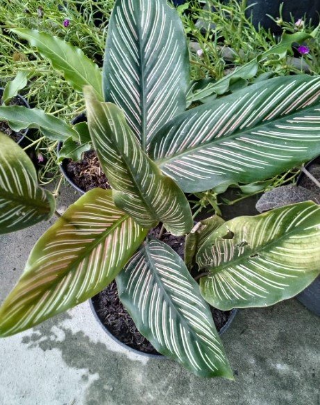 Calathea Ornata prayer Flower Rare Plant Live Rare Plant Exotic For ...