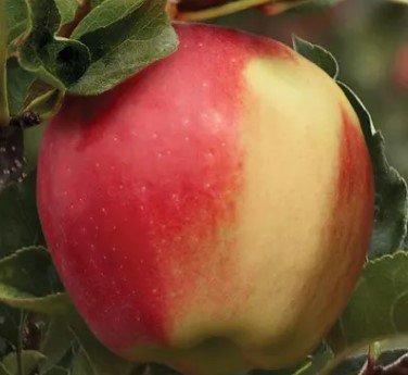 Sweet AMBROSIA apple Fruit Plant Tree Rare Plant For Your Home Garden