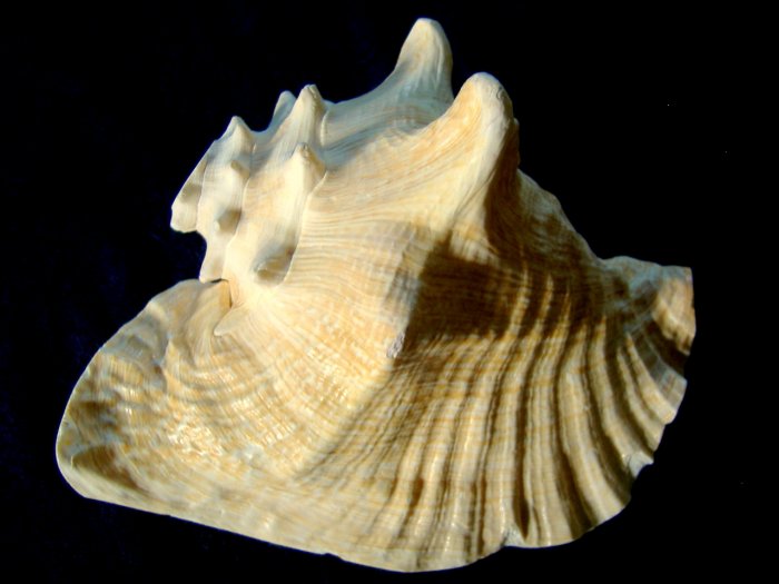 Large Ceremonial Conch Shell Horn Trumpet Only $34.99!